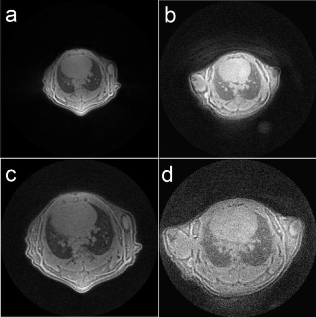 NMR-Picture_4 Channel Mouse Thorax Array – RAPID Biomedical
